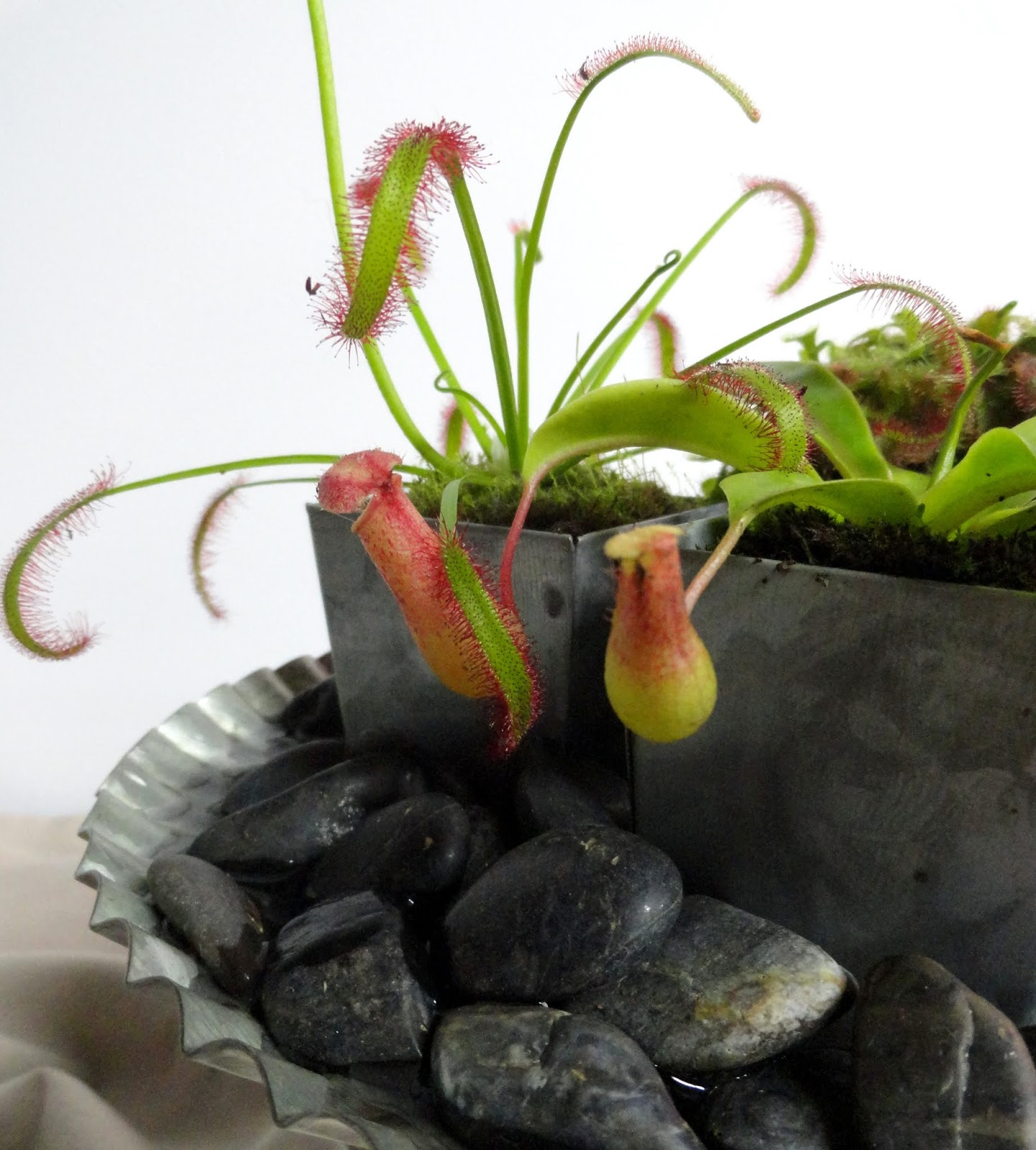 danger garden: A trio of new carnivorous plants, and a book to help me ...