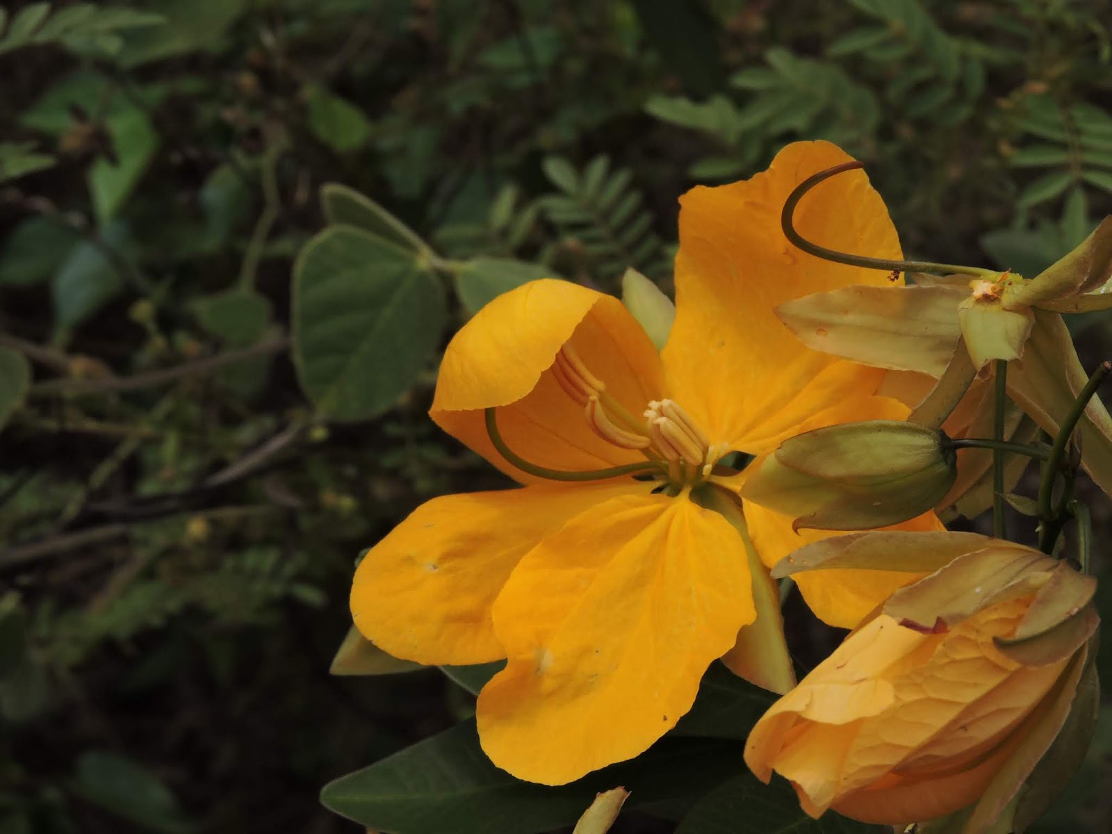 Fabaceae - Leguminosae no Brasil: Fabaceae - Senna splendida (Vogel) H ...