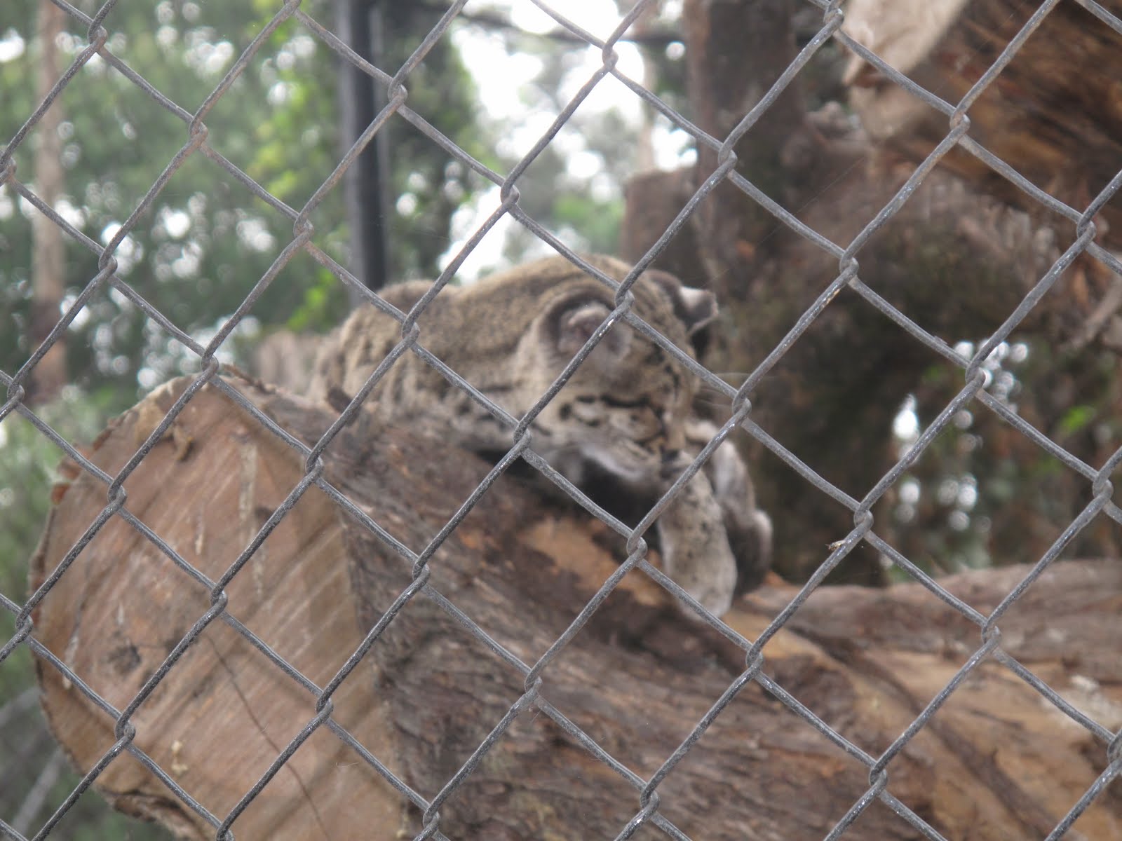 ZOOLOGICO 2011!: MARGAY (LEOPARDUS WIEDII)
