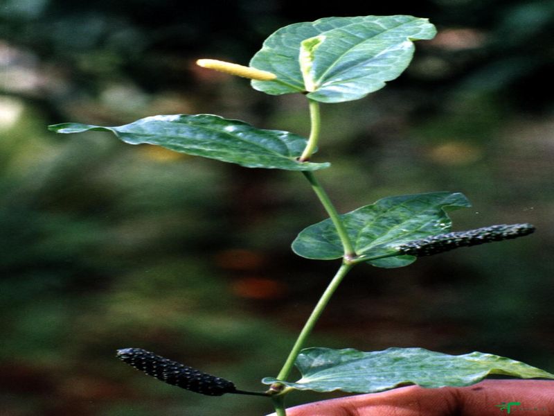 Knowledge is Power: Thippili ( Piper longum)