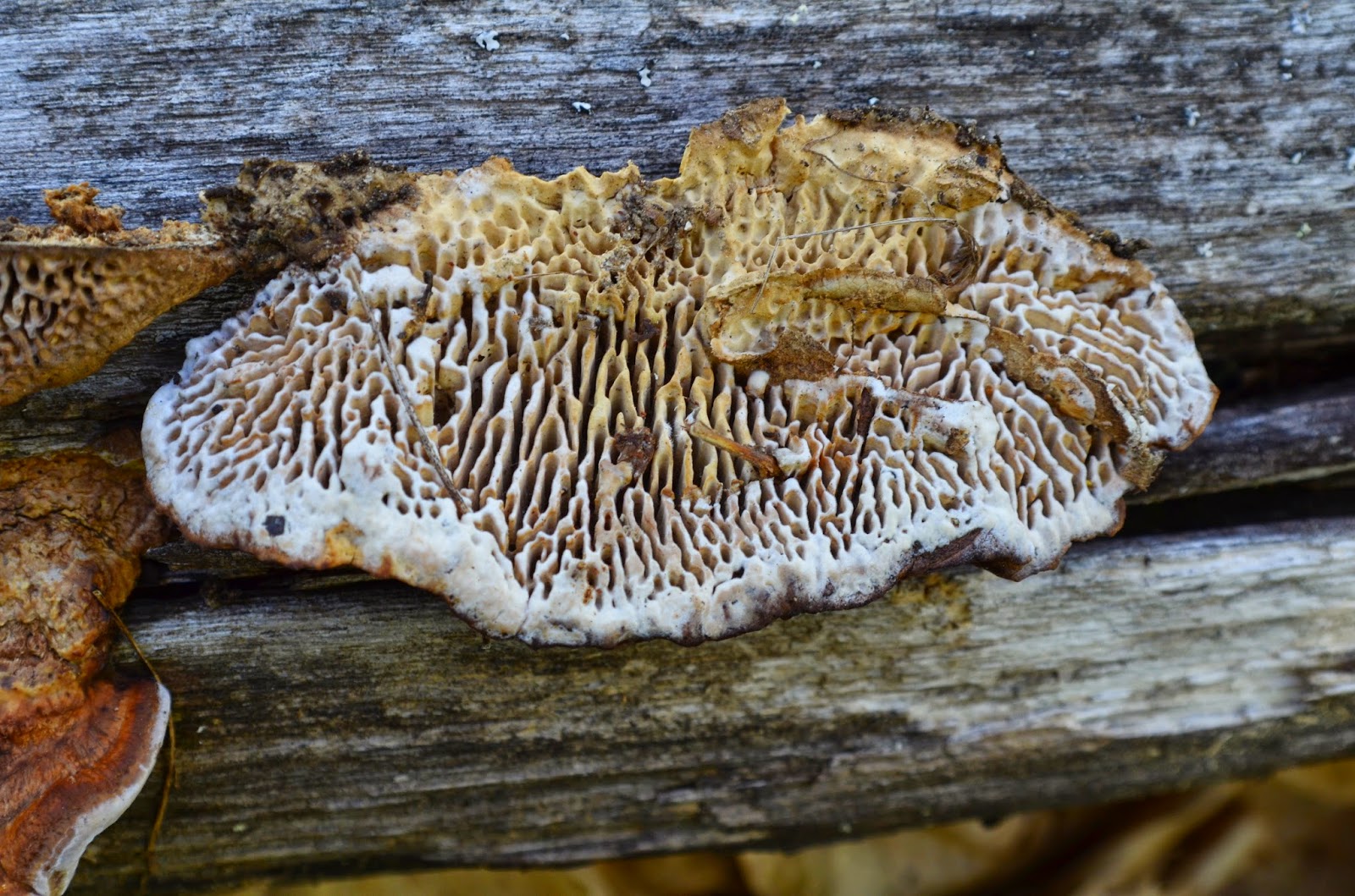 Setas Extremadura : Daedalea Quercina