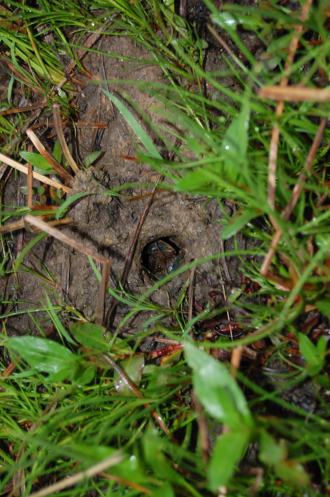 The Gleasons: Science Lesson - The Crawdad