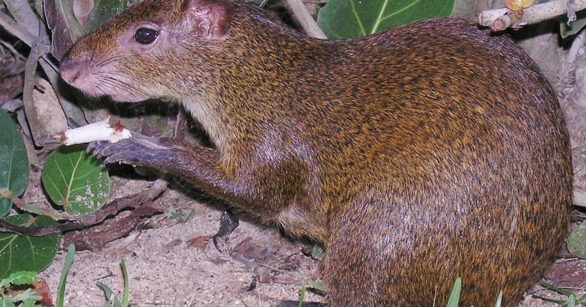 C.P.E. Zoológico Caricuao: Mamiferos del Parque