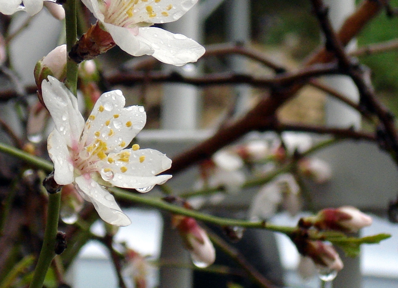 Simple Photography: Almond Tree Flowers After Rain and In Sunshine