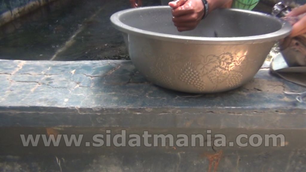 Ikan Sidat Ukuran Elver Jenis Bicolor | Foto Ikan Sidat