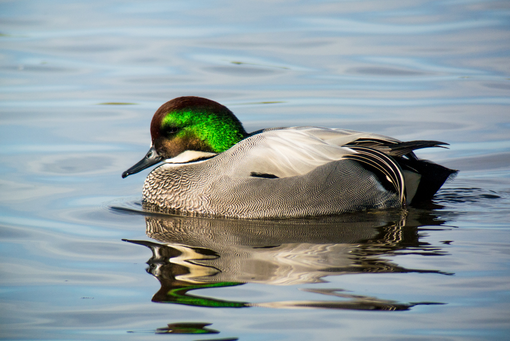 Len's Lens - Confessions of a digiscoper: Colusa: Falcated Duck - Anas ...