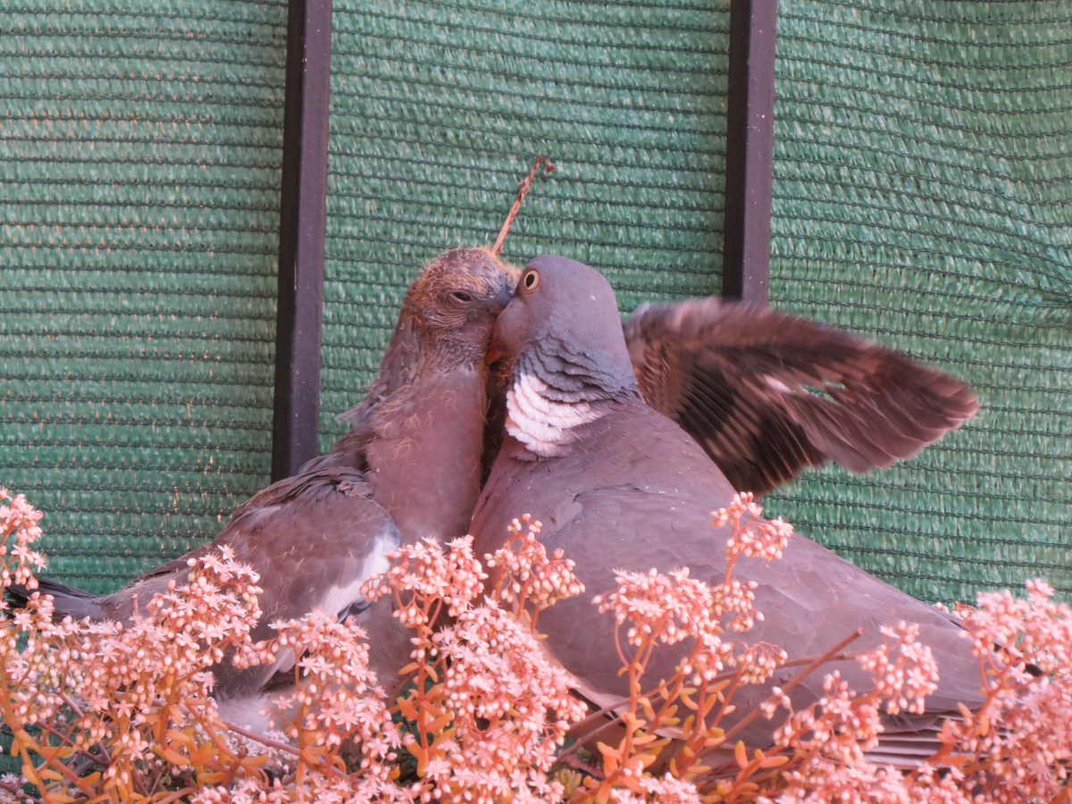 BIRDINGLEON: Nido de Torcaces en casa