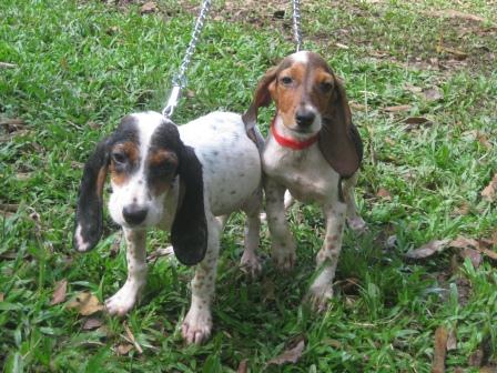 Cachorros de Cacería