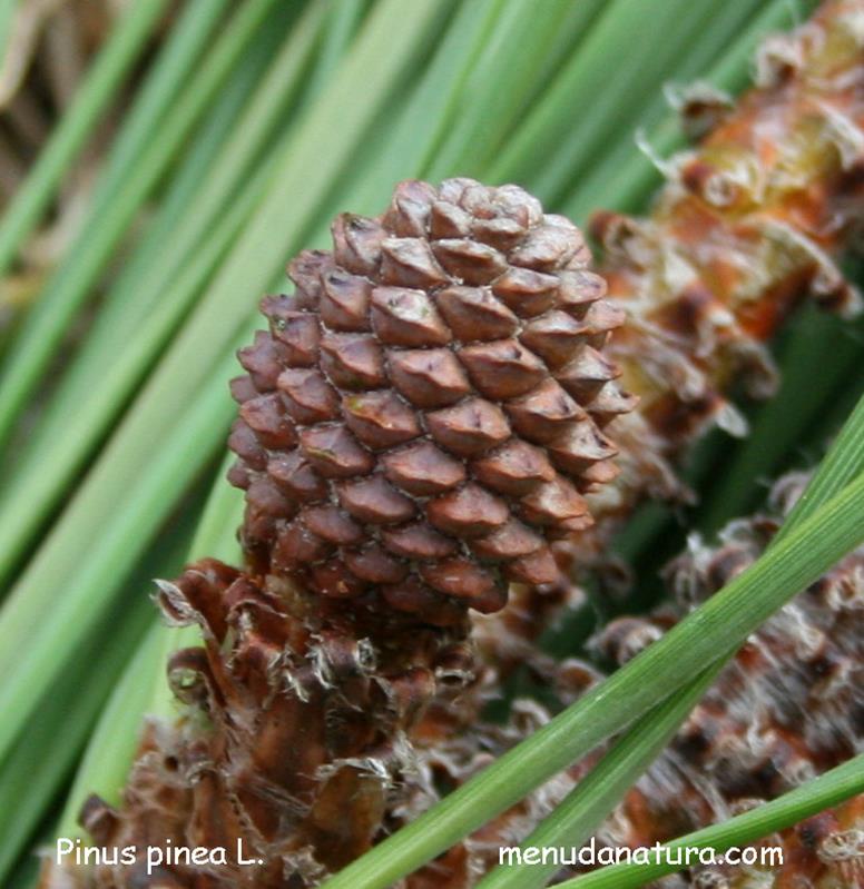 Menuda Natura: Pinus pinea L.