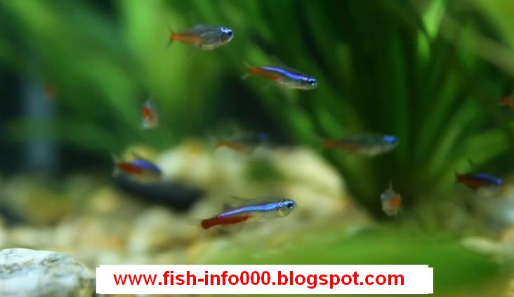 Fish Zone: neon tetra