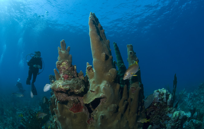 Diverse & Beautiful Belize Coral Reefs – Splash Dive Center