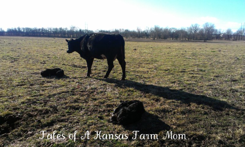 Tales of a Kansas Farm Mom: The Saga of Twin Calves