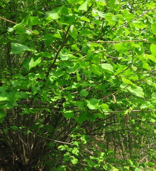 Il Giardino della Terra: NOCCIOLO