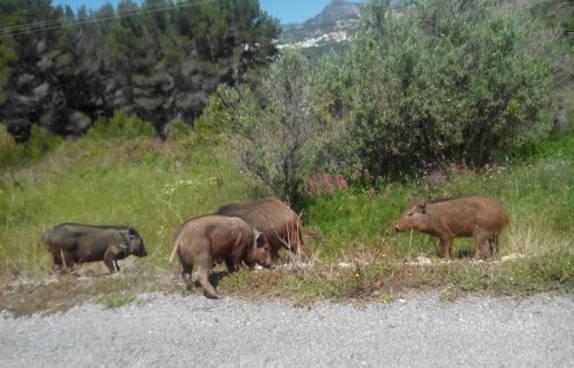 Escritos de Ignacio Almudévar Zamora: Los jabalíes