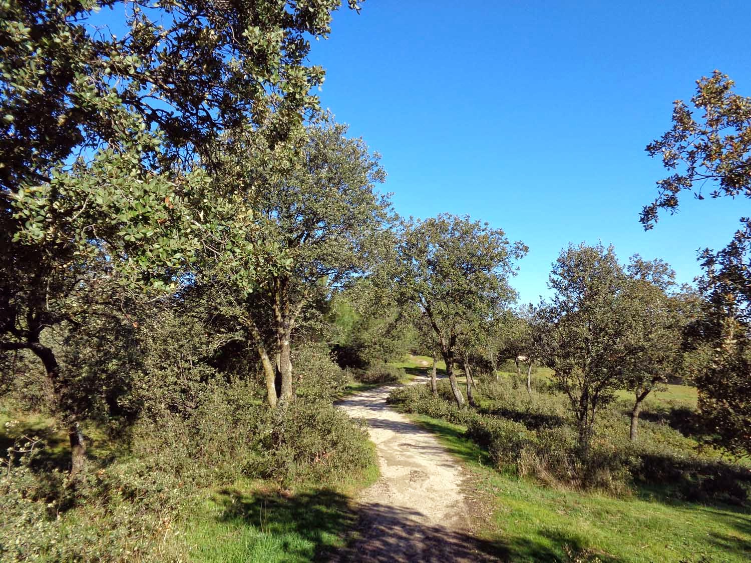 Rutas MTB Madrid: Senderos por la Dehesa Boyal