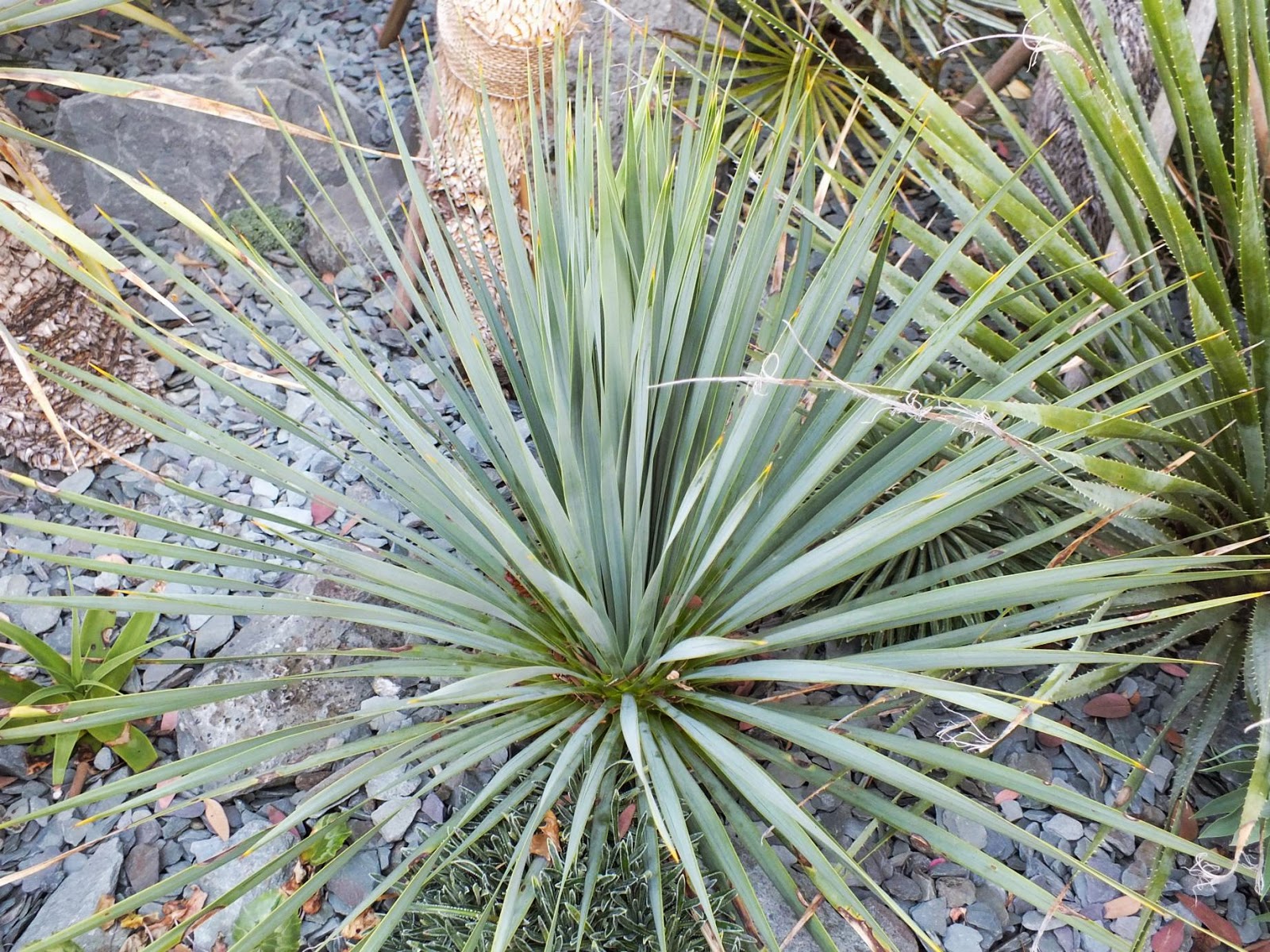 Alternative Eden Exotic Garden: The Other Blue Yucca