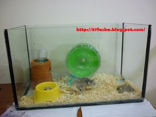 sPeEcHLeSs: Tips memilih tempat tinggal untuk hamster-Part 1
