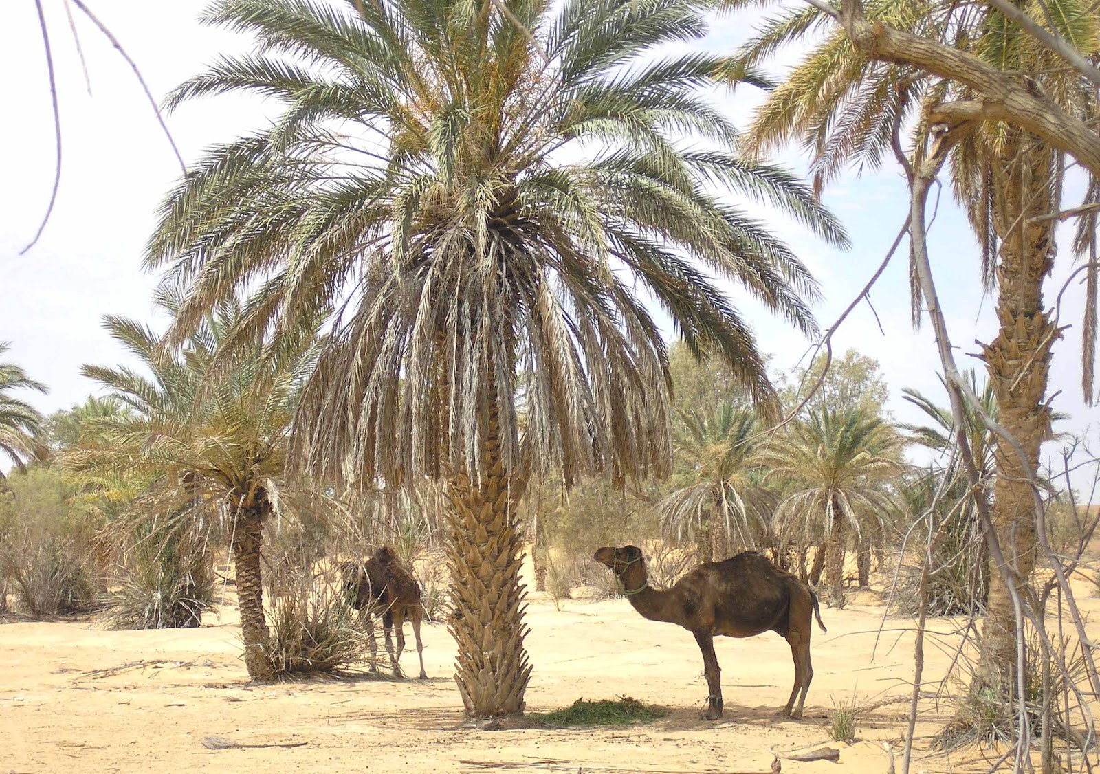 valter: Il Cammello Tunisino e Gianni Rodari