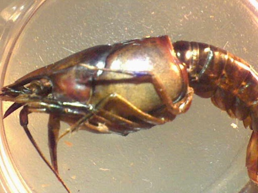 Belchertown Environment, Science and Technology ... The BEST of Lake ...