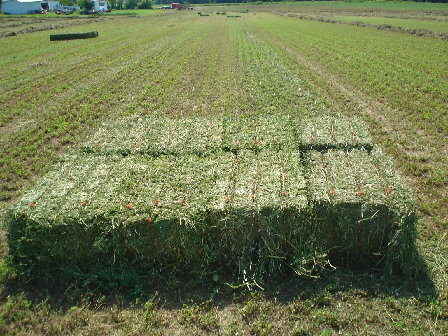 White House Farms: Premium Horse Hay!