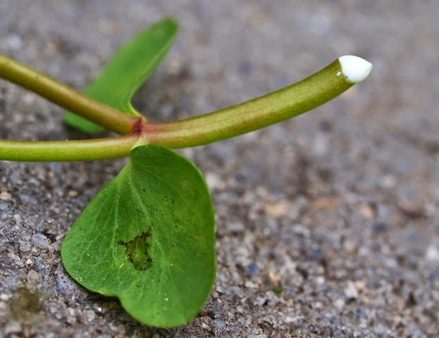 Cultivating Cancer Weed