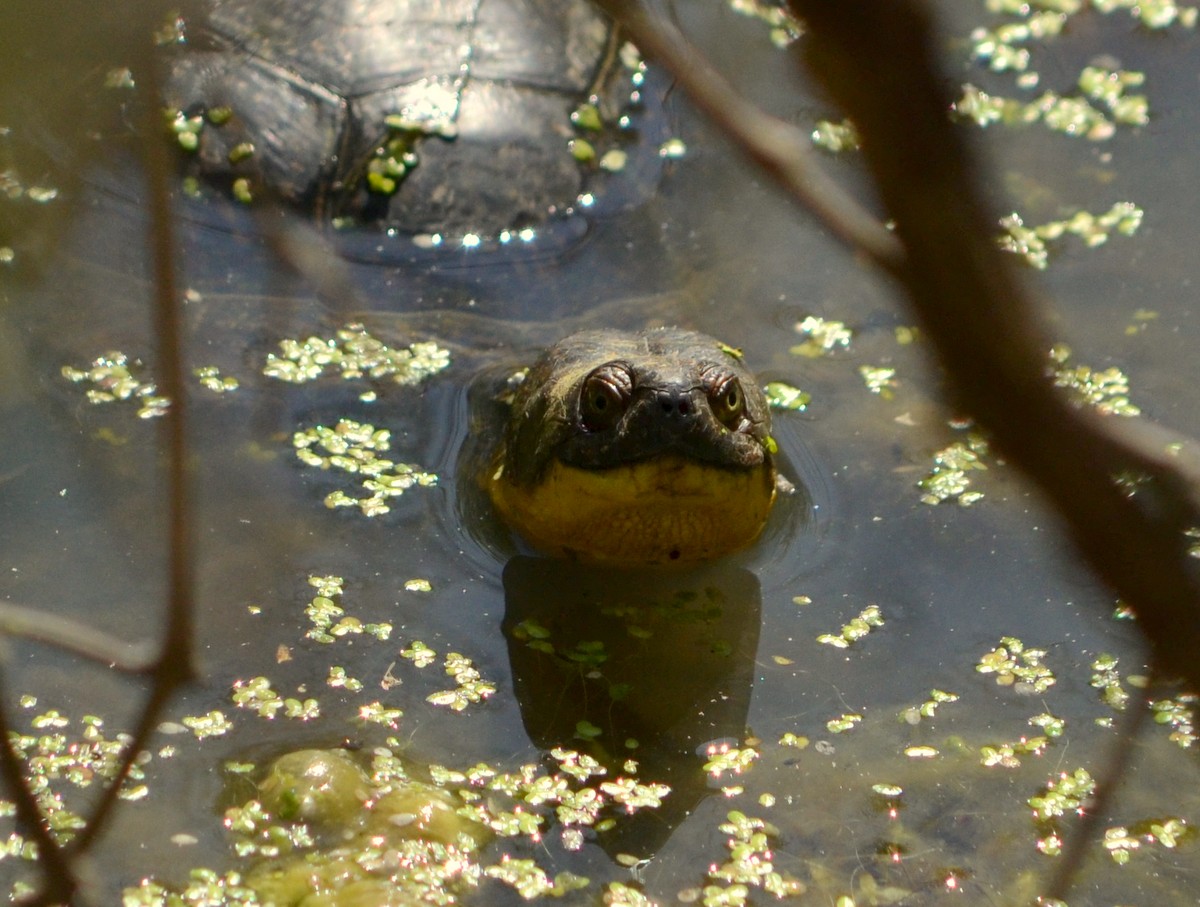 Woods Walks and Wildlife: May 2015