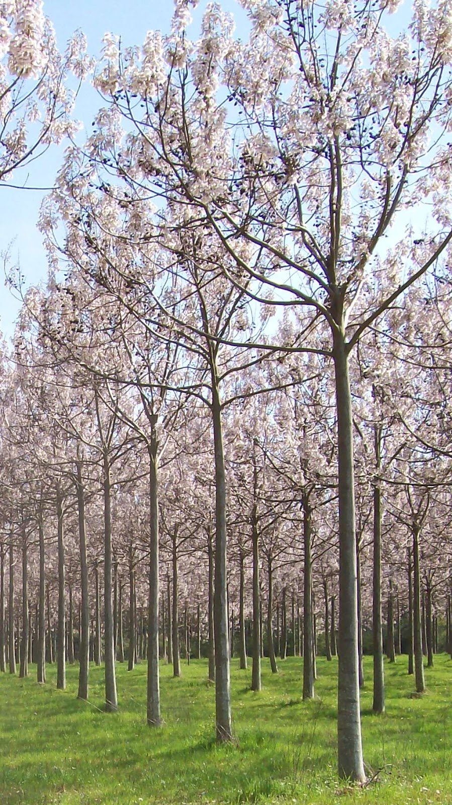 Informatii despre Paulownia ~ Plante de copaci Paulownia