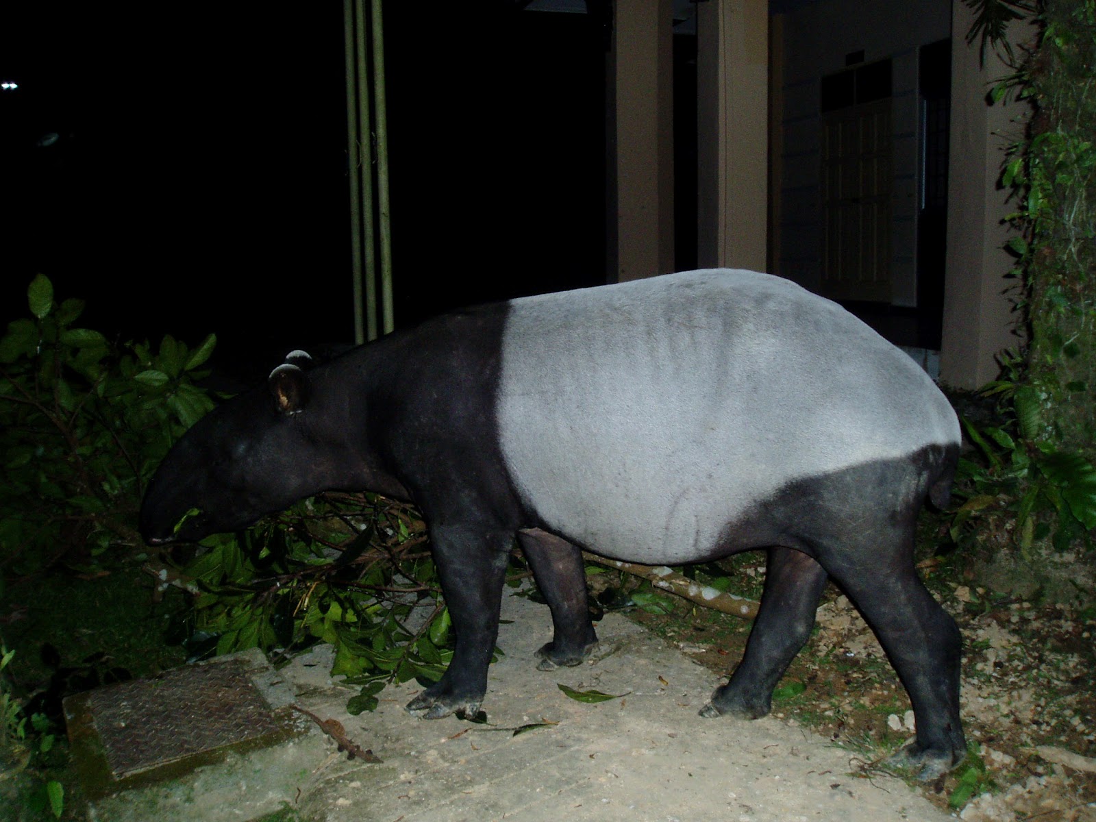 FREELITTLEBRAIN: Malayan Tapir – National Park’s Signature Animal