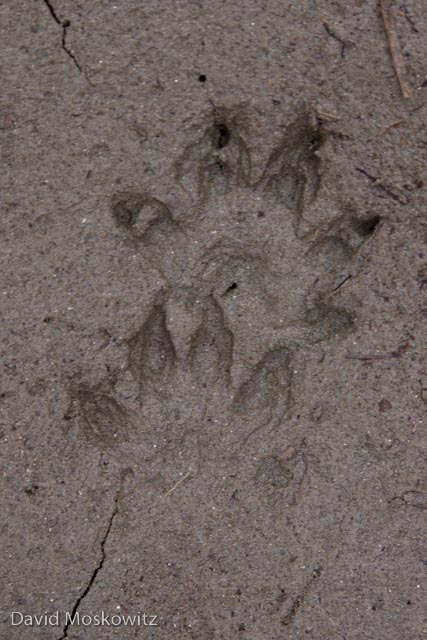 David Moskowitz Photography: Pacific Northwest Wildlife, Tracks ...