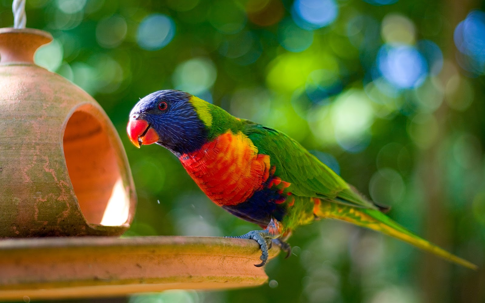 Inspirasi Penting 20+ Burung Nuri Park It Terbang