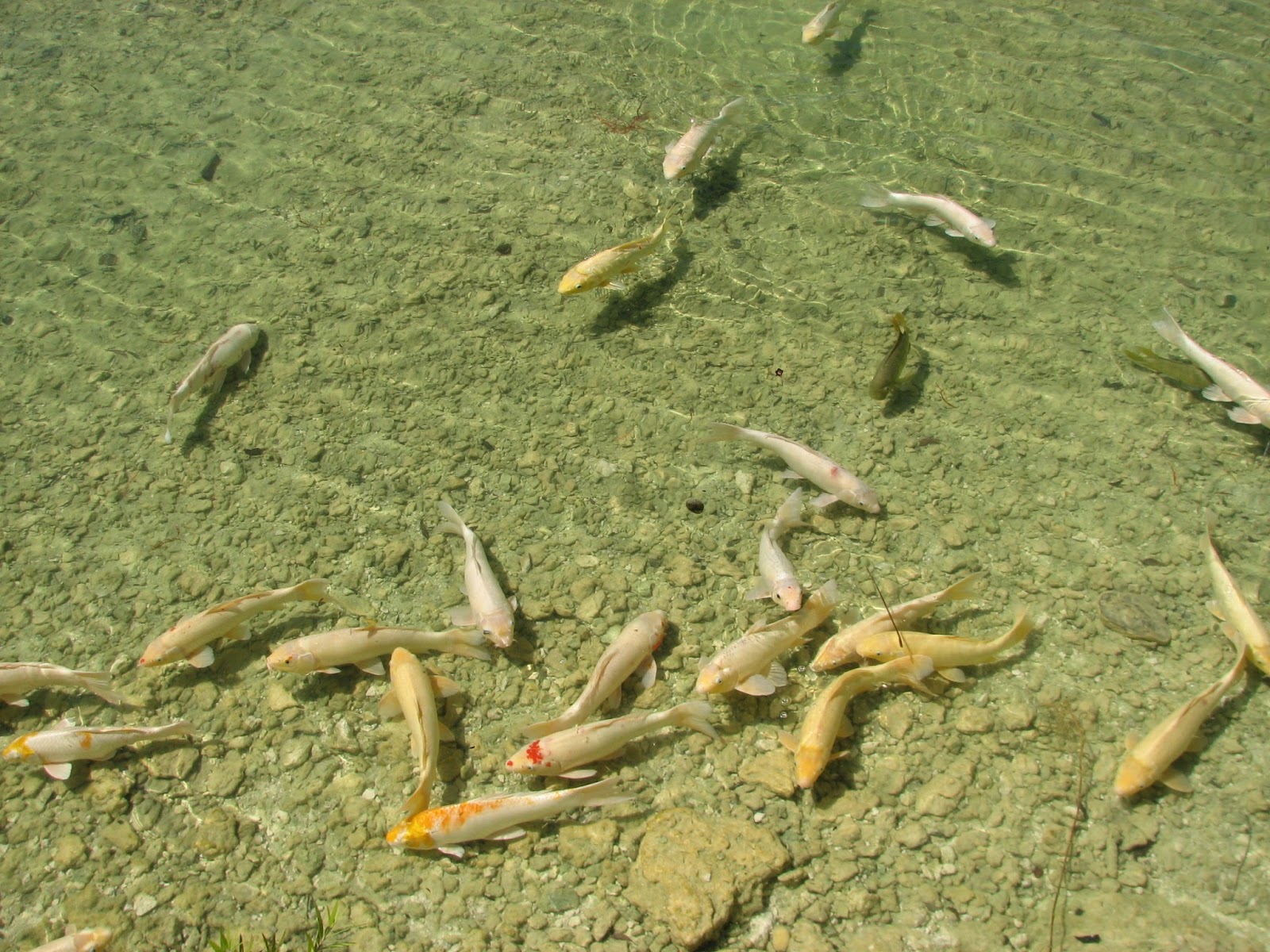 Bonao Internacional: GALERIA : PECES Y BOTES , EN EL LAGO NAVEGABLE DEL ...