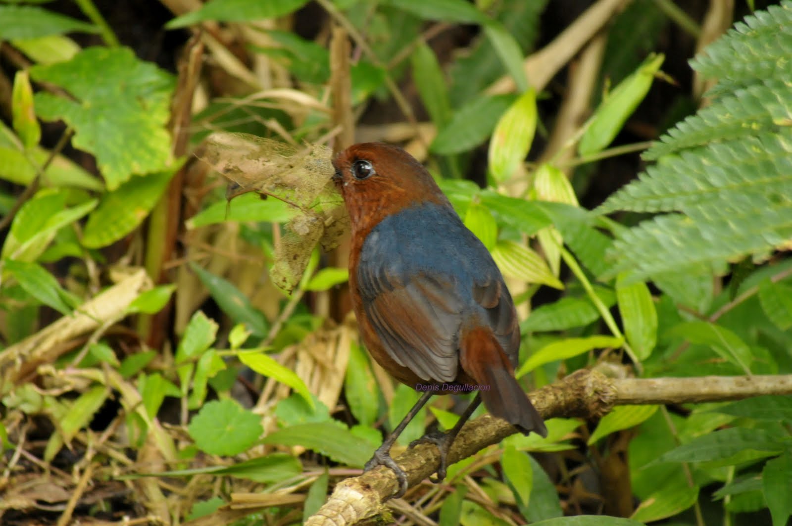 Denis Degullacion | Birding | Digiscoping | Photography |: Shrike and ...