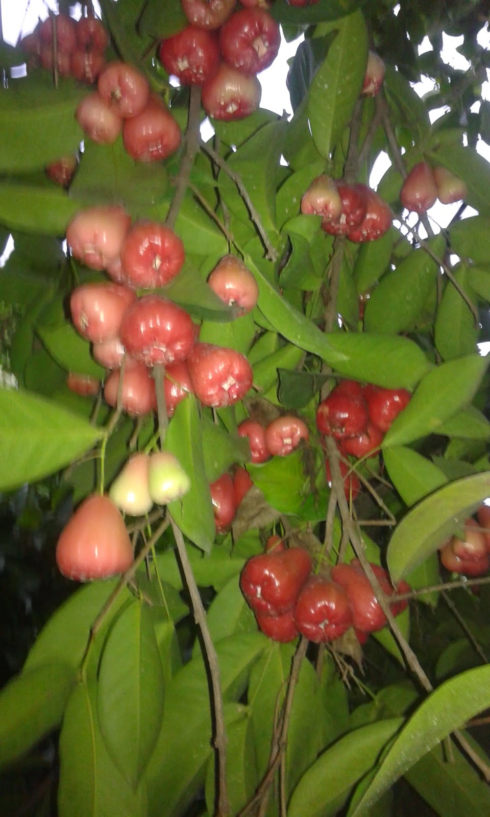 Tamora Unggul Nursery wa : 082167783577: Jambu air mutiara merah