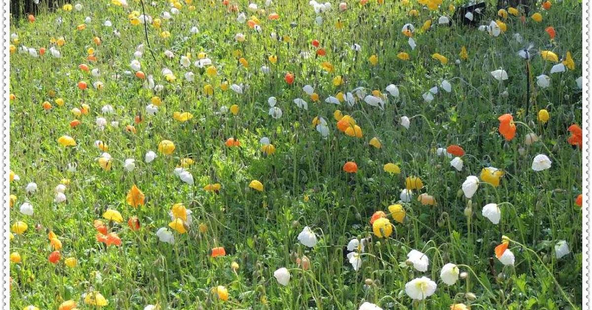 The Scriptures: Mark-07-07