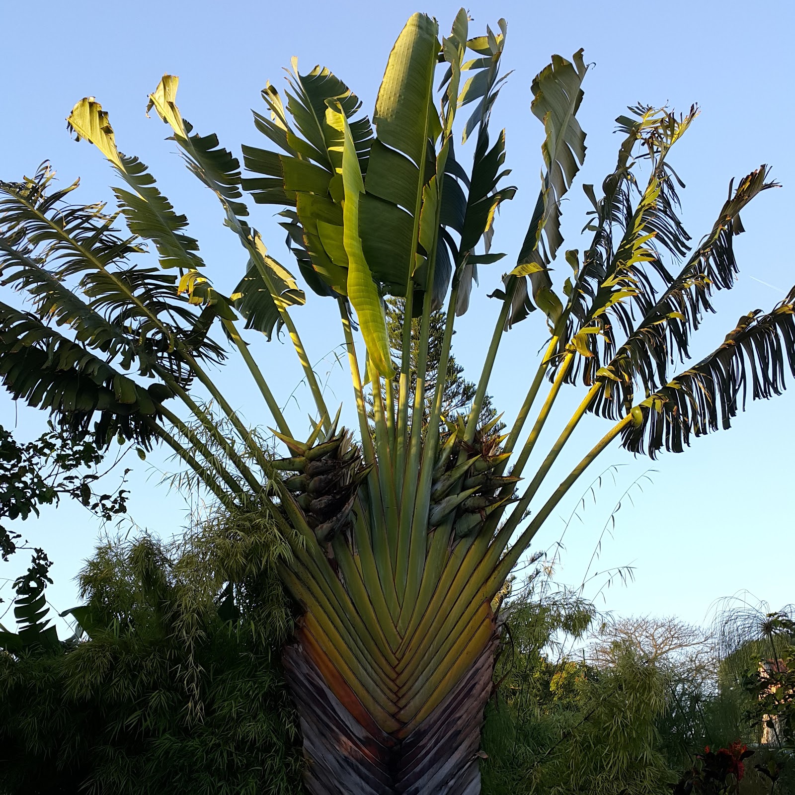 "Verdade//aspas" : 👪 Strelitziaceae (Ravenala madagascariensis)