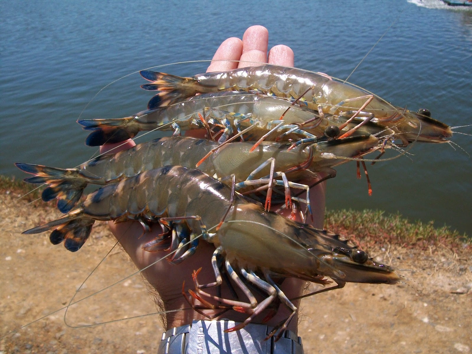 The Aquaculturists: 26/03/2015: Australian company - Ridley - creates ...