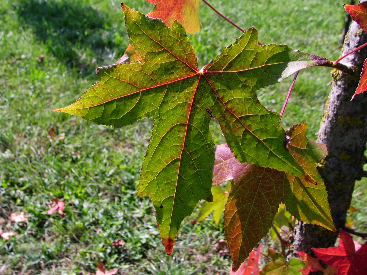 LA MULTI ANI, ROMANIA!: Frunze colorate