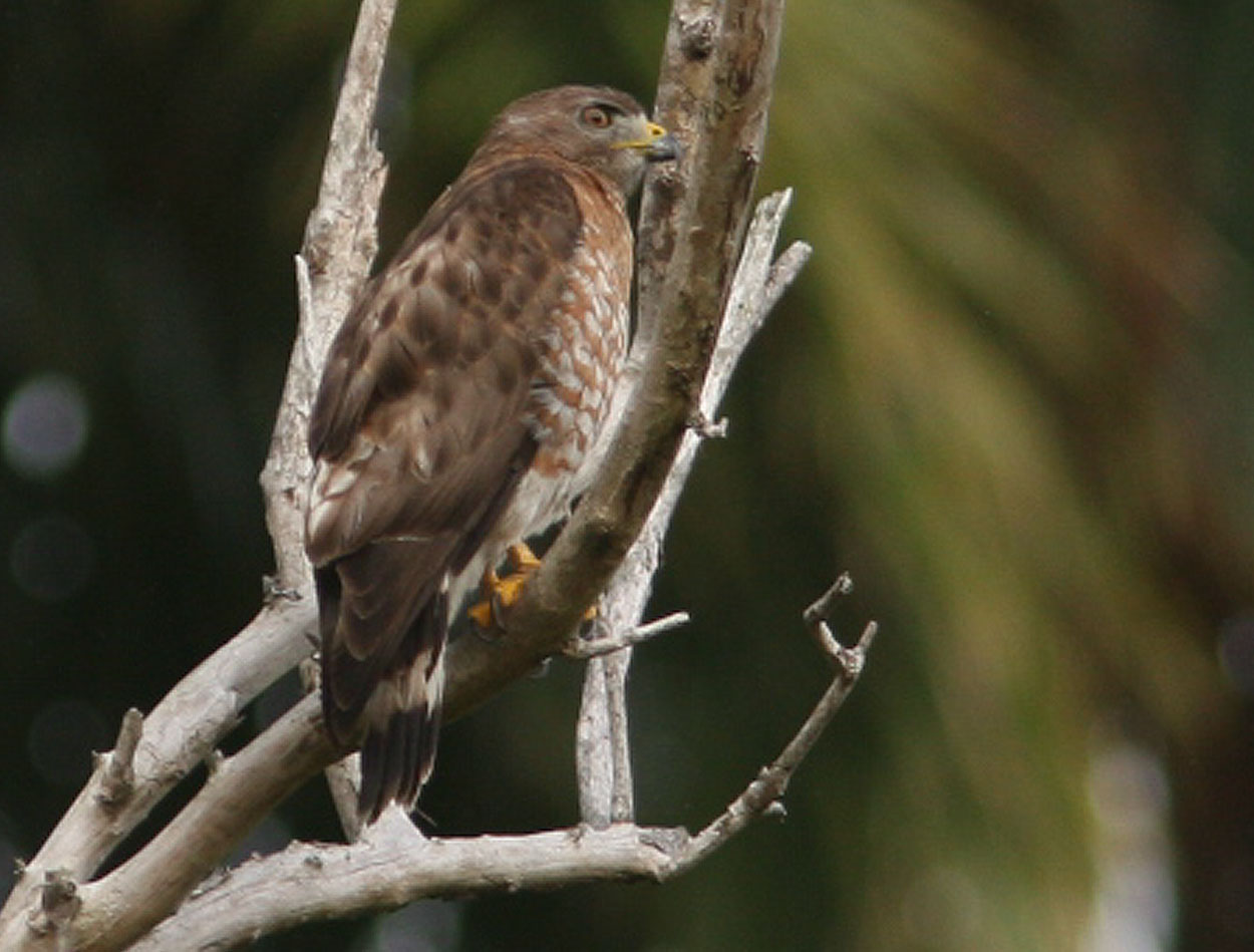 Birds: Broad-Winged Hawk