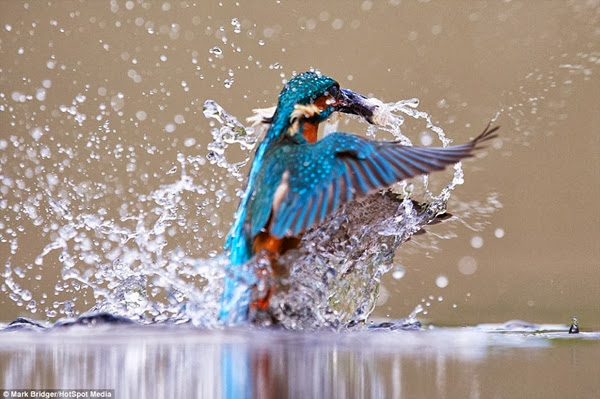 Kadia Qu Punya Style™: FOTO | Burung Raja Udang Menerjah Ikan