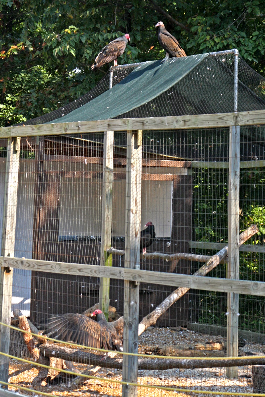 World Bird Sanctuary: Kinsey