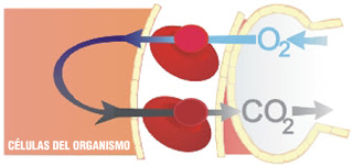 24 TES: La oxigenación y la distribución de sangre.