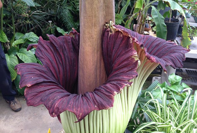 MyBestTime: The Rollins Corpse Plant
