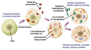 SOM FILLS DELS BACTERIS