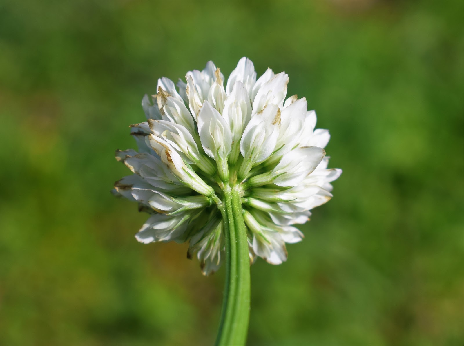Plantas: Beleza e Diversidade: Flores silvestres: Trevo-branco ...