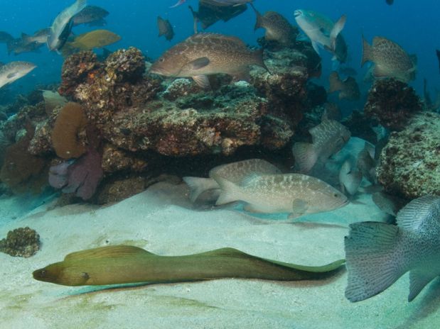 Juneca: Fantástico Mundo Animal