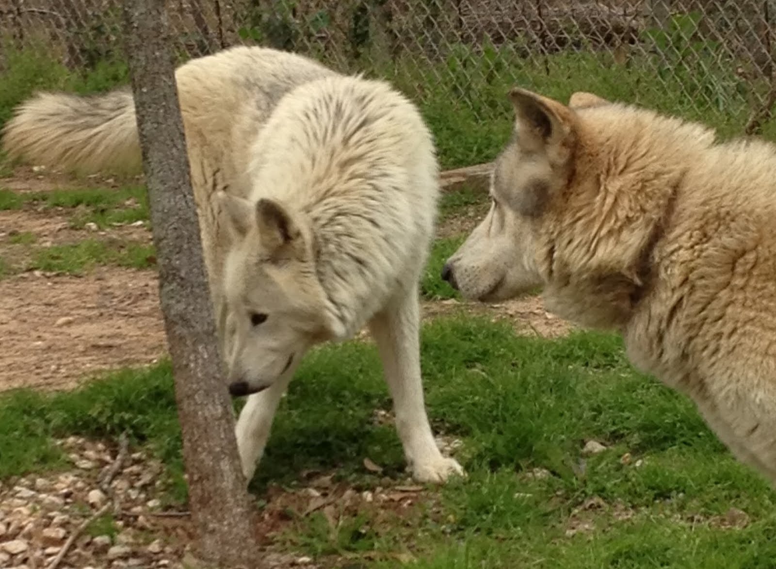 The Wolves of Saint Francis Sanctuary | Montgomery, Texas | (936) 597-WOLF