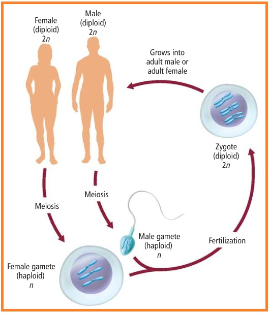 BIOLOGI GONZAGA: REPRODUKSI SEL DALAM NOVEL