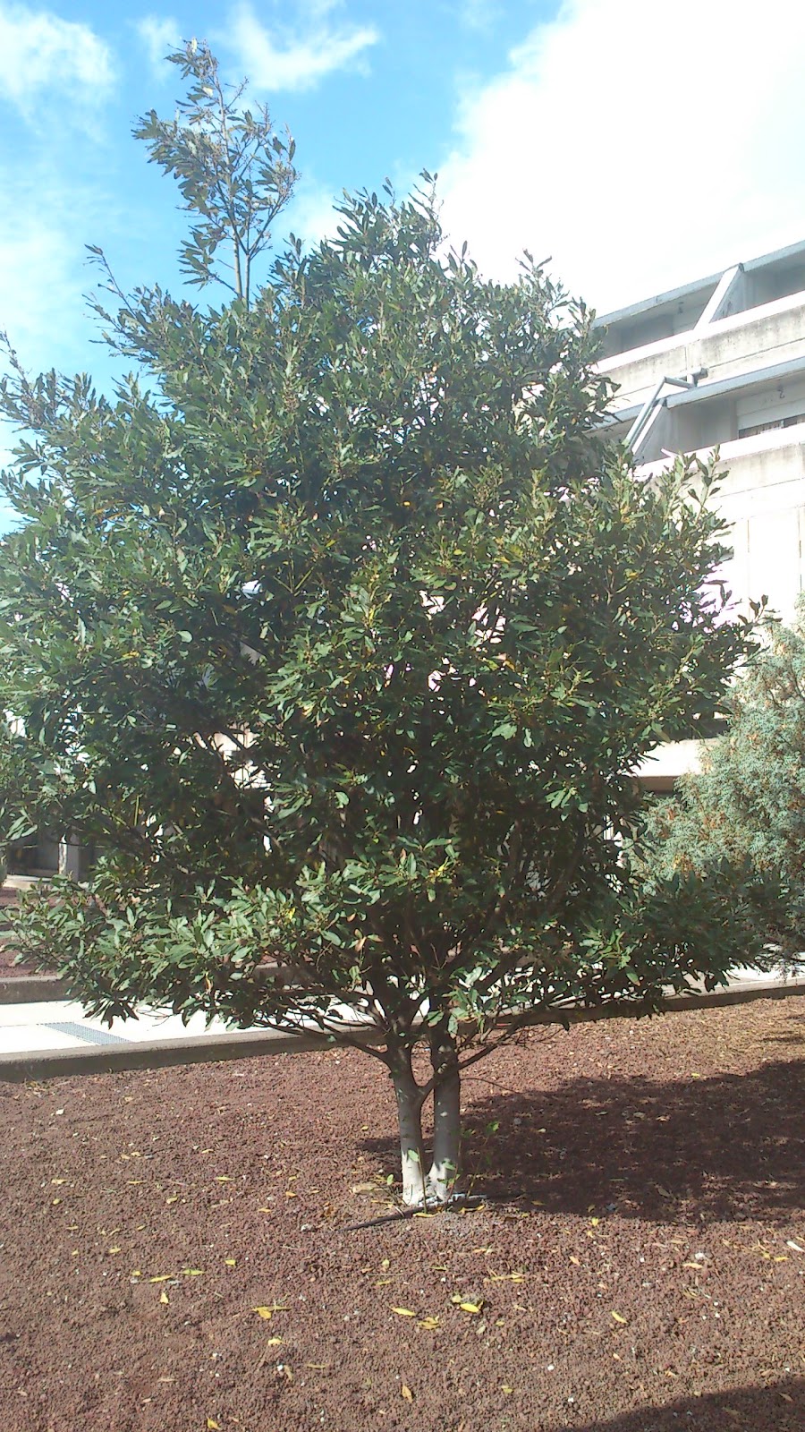 Guía Didáctica de Flora del Jardín del IES La Laboral: Laurel o Loro