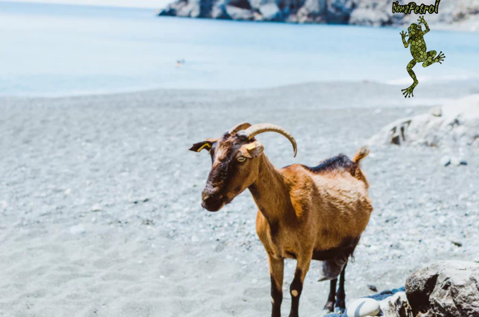 Goat Farming | Bakri Palan kaise Kare | Bakri Farm | Bakri Palan Loan ...