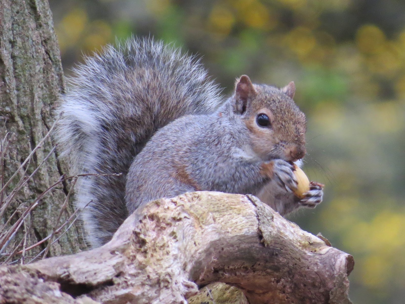The Autistic Naturalist: April 18th Minsmere